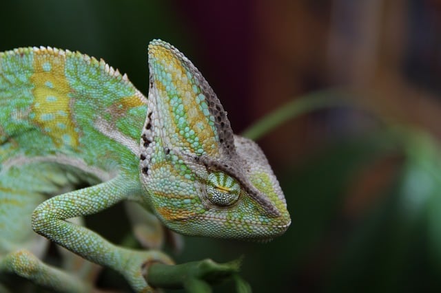 Be a Chameleon - KWC Global